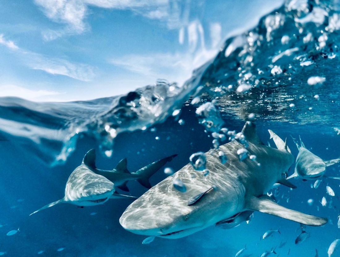 Neptunic Sharksuits and Apparel